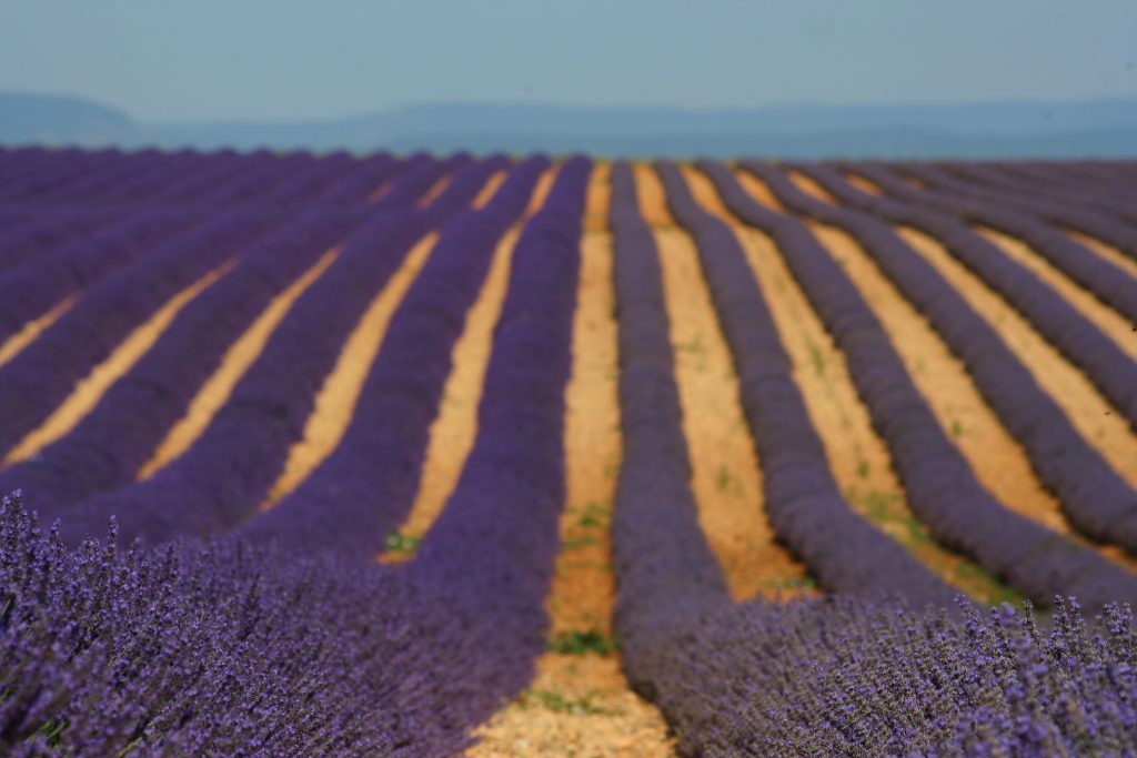 Types of Lavender: How to Choose Which To Grow in Your Garden