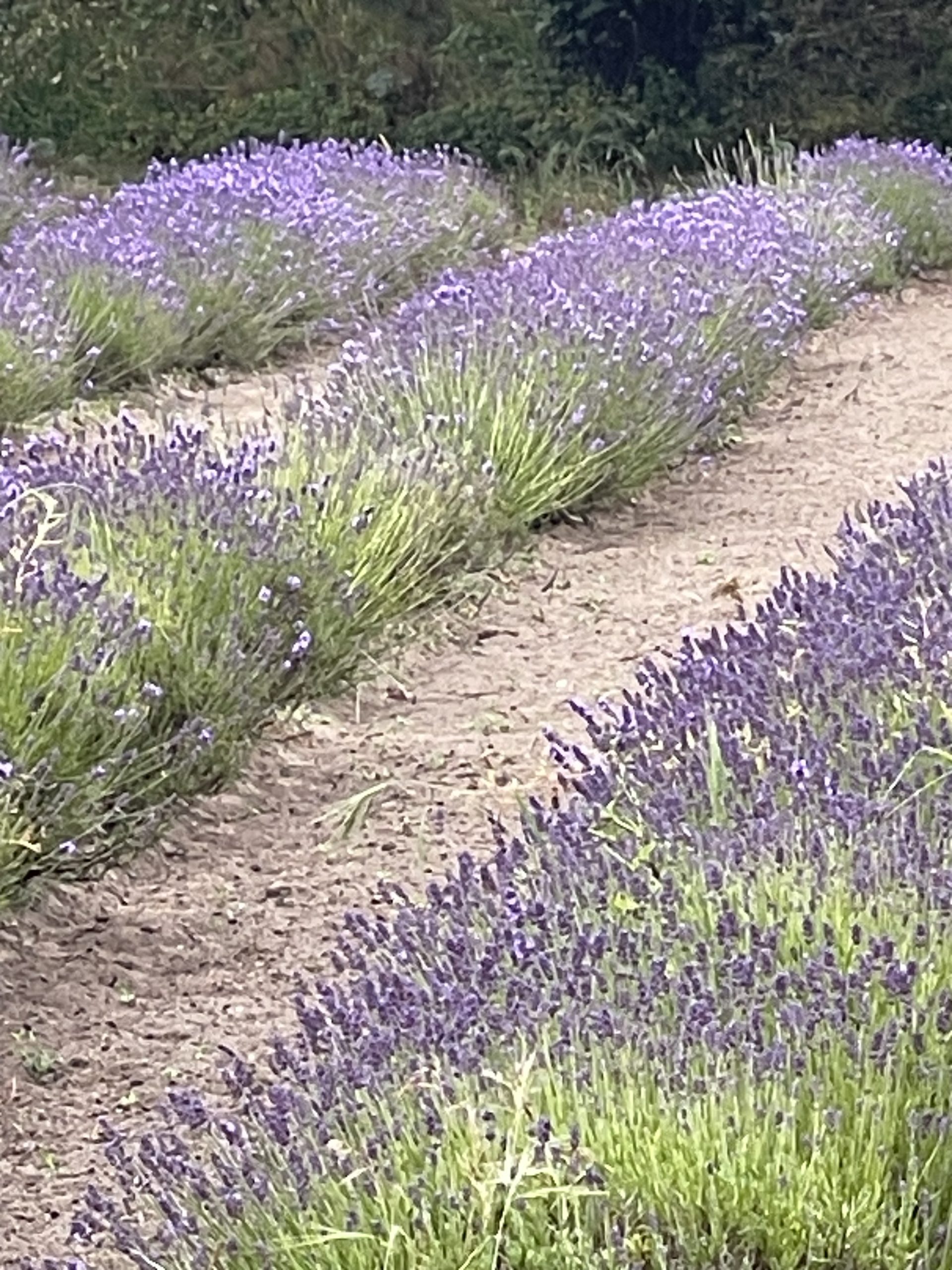A hot and dry summer at Jersey Lavender - Jersey Lavender Farm